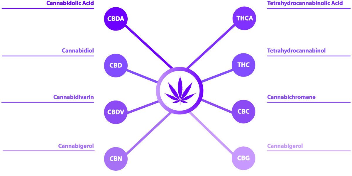 The Entourage Effect: What is it, and how do I get some? – URSA Extracts